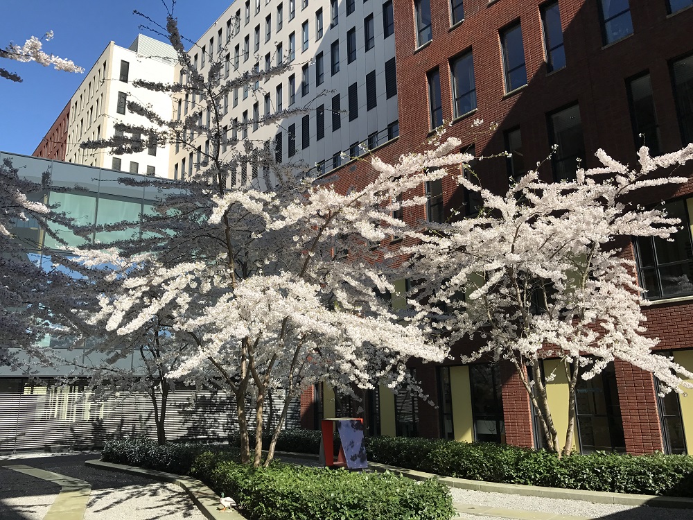 Biopsie van de prostaat met echo | Jeroen Bosch Ziekenhuis