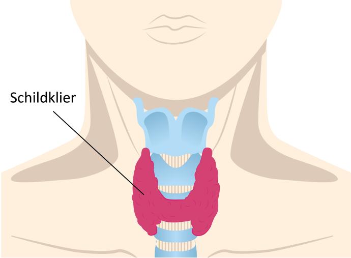 Schildklieroperatie (strumectomie of nodulectomie) | Jeroen Bosch ...